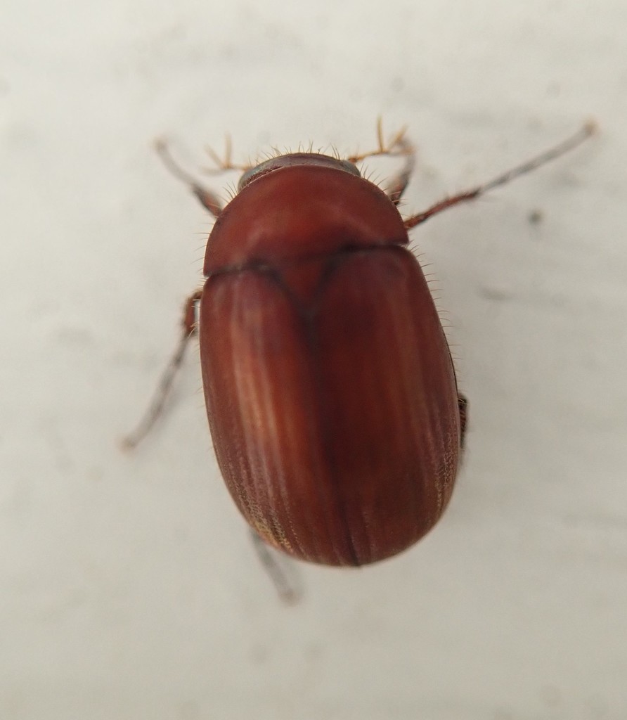 Asiatic Garden Beetle from Hamilton, MA, USA on August 6, 2021 at 05:54 ...