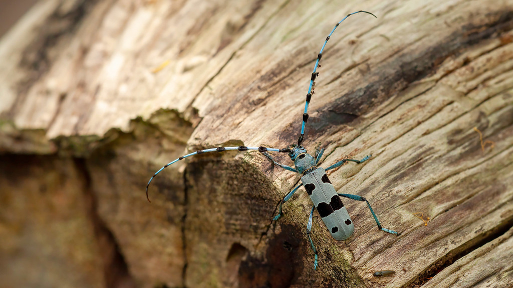 Alpine longhorn Rosalia from Liesing, 1230 Vienna, Austria on June 29 ...