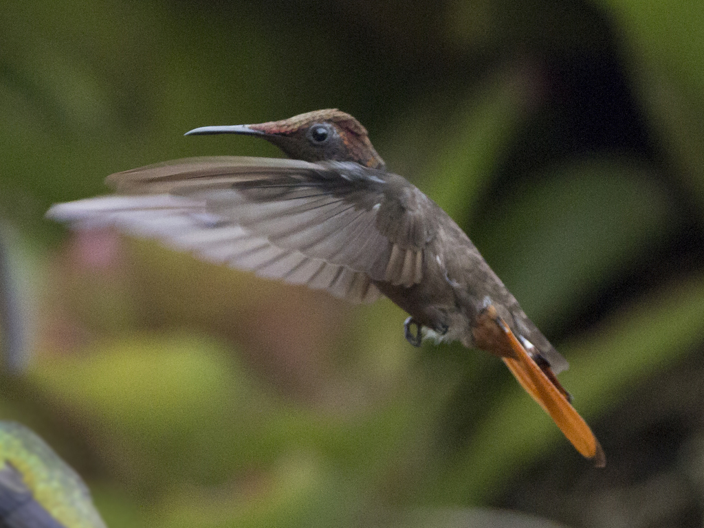 Ruby-topaz Hummingbird (Chrysolampis mosquitus) - Avian Discovery