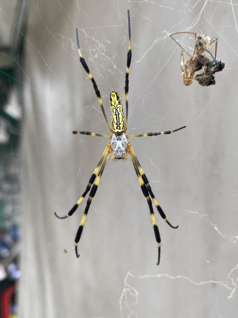 Joro Spider from 번영3로, 공주시, 충청남도, KR on August 07, 2021 at 03:06 PM by ...