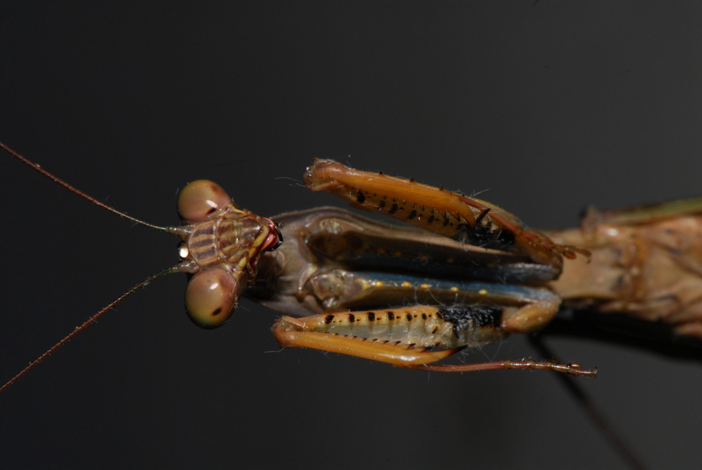 Flag Mantis from Ifanadiana, Madagaskar on May 13, 2007 at 07:13 AM by ...