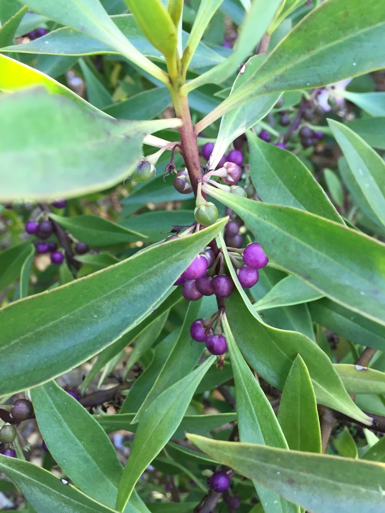 waterbush from Lutie Katz Road, Yzerfontein, WC, ZA on December 30 ...