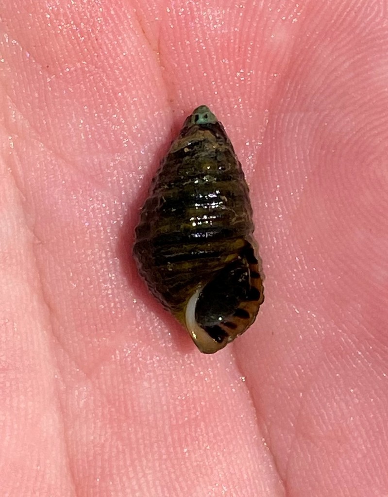 Rippled Elimia from Terrapin Creek, Co. Rd. 71, Cherokee County, AL ...