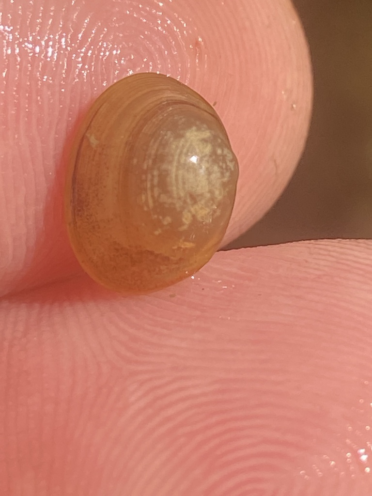 Sphaerium from CR-508, Princeton, AL, US on August 04, 2021 at 10:07 AM ...