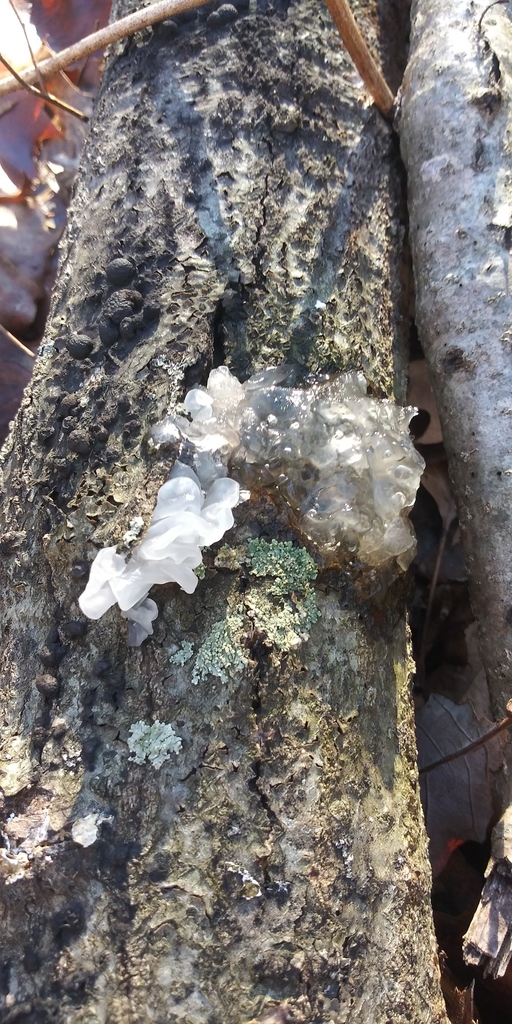 snow fungus in November 2020 by jim · iNaturalist