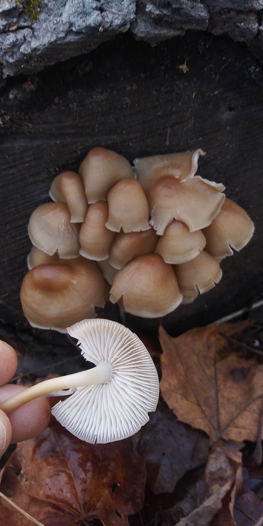 common bonnet in November 2020 by Jim Oehmke · iNaturalist