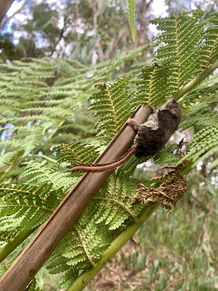 Feather-tailed Gliders and Possums (Acrobatidae) - Know Your Mammals