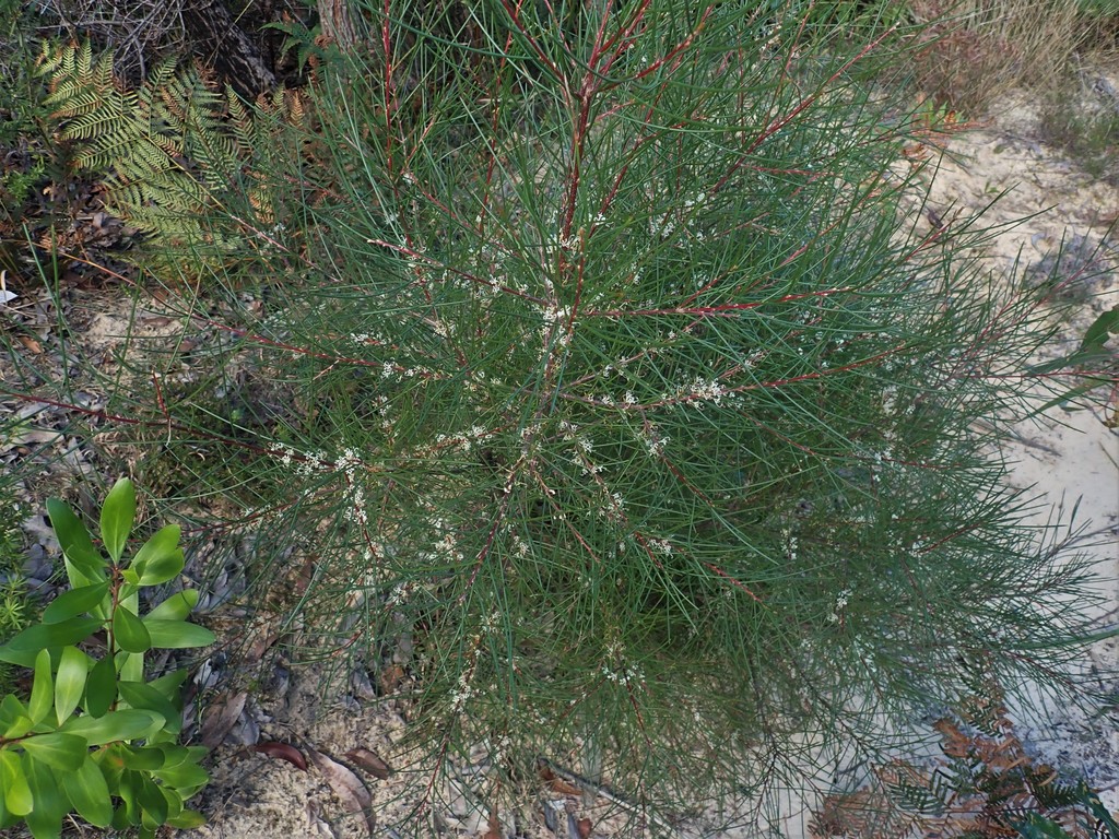 mulloway needle bush from Barcoongere NSW 2460, Australia on August 08 ...