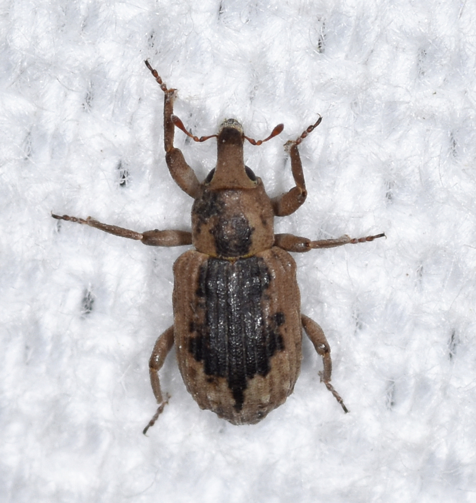 Rice Water Weevil from UV light, Sunset, LA 70584, USA on July 28, 2021 ...