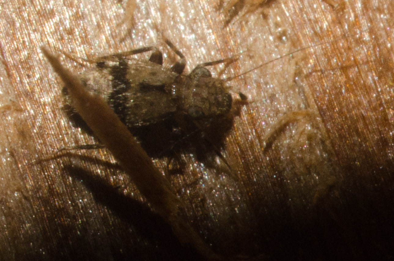 Pteroxanium kelloggi (Ribaga, 1905)