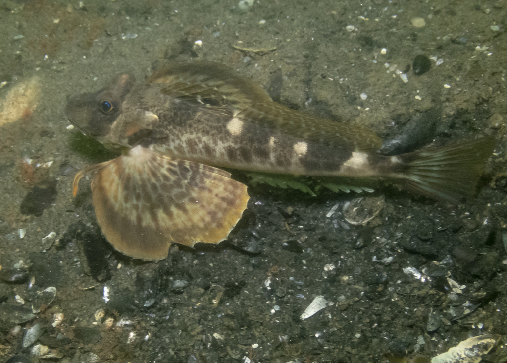 Northern Searobin (Wildlife of the United States - Fish Pt.4) · iNaturalist