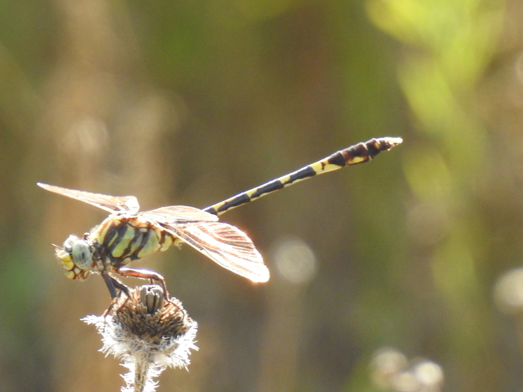 Common Sanddragon from Lewisville, TX, USA on August 08, 2021 at 06:01 ...