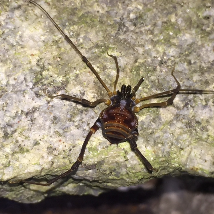 Sadocus asperatus from Alemana Alto, Concepción, Bío-Bío, CL on August ...
