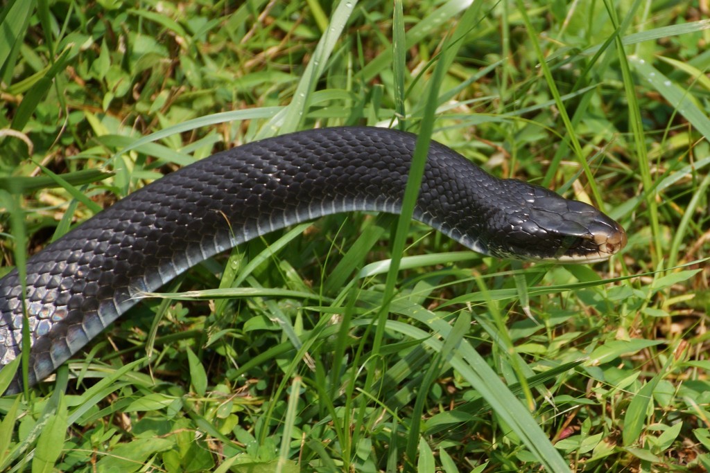 Northern Black Racer in August 2021 by Max Ramey · iNaturalist