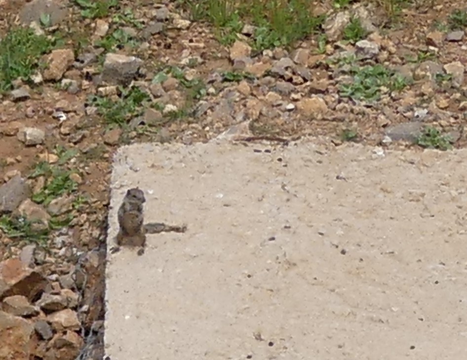 Barbary Ground Squirrel from Chtouka-Aït Baha, Marokko on March 28 ...