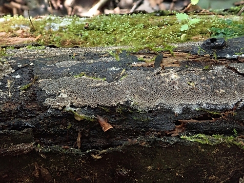 Resupinatus urceoloides · iNaturalist