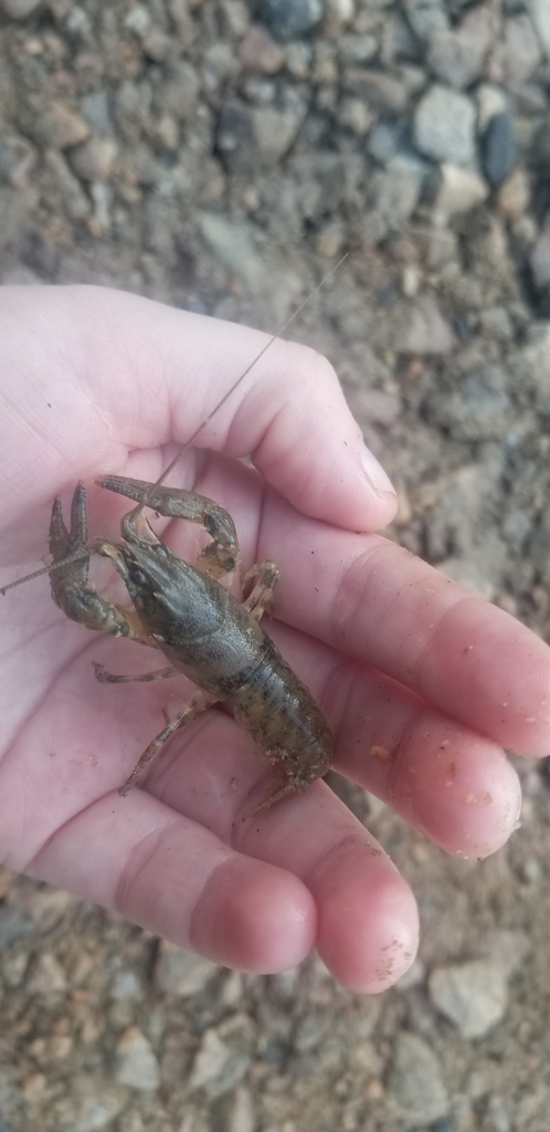 North Carolina Spiny Crayfish in August 2021 by Caroline. Male ...