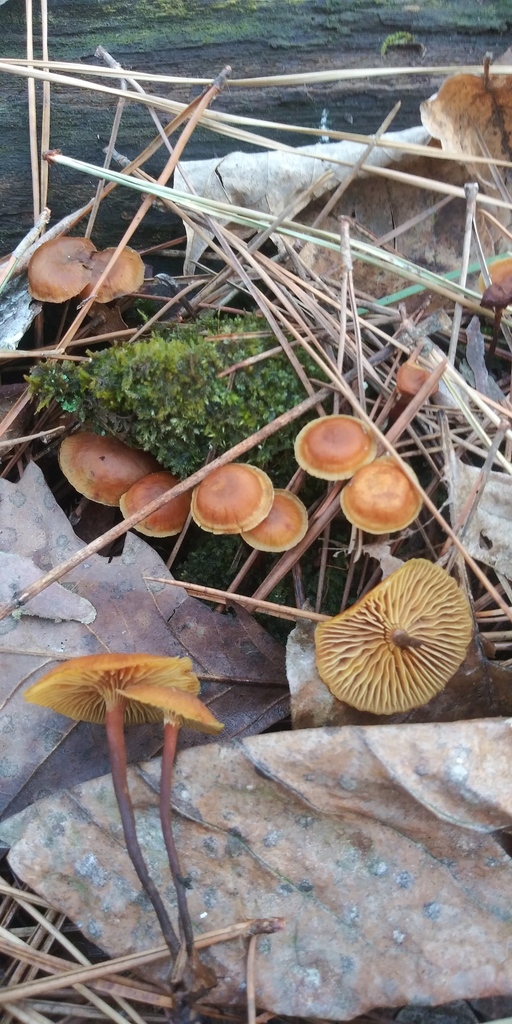 Xeromphalina in February 2021 by jim · iNaturalist