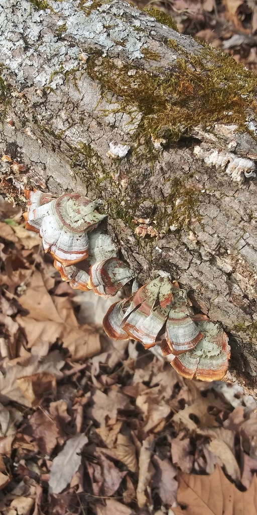 Stereum in February 2021 by jim · iNaturalist