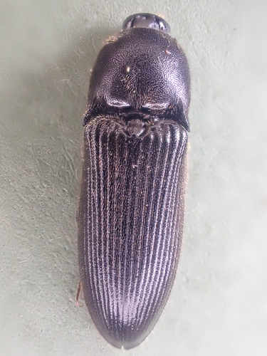 Sad Click Beetle (Ampedus moerens) · iNaturalist