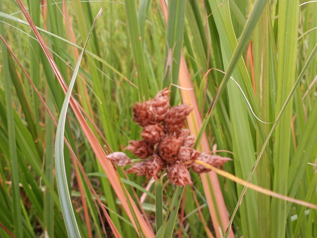 seacoast bulrush from Girdletree, MD 21829, USA on August 8, 2021 at 12 ...
