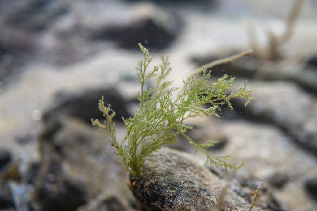 Cladophora lehmanniana (Algas marinas de Costa Rica) · iNaturalist