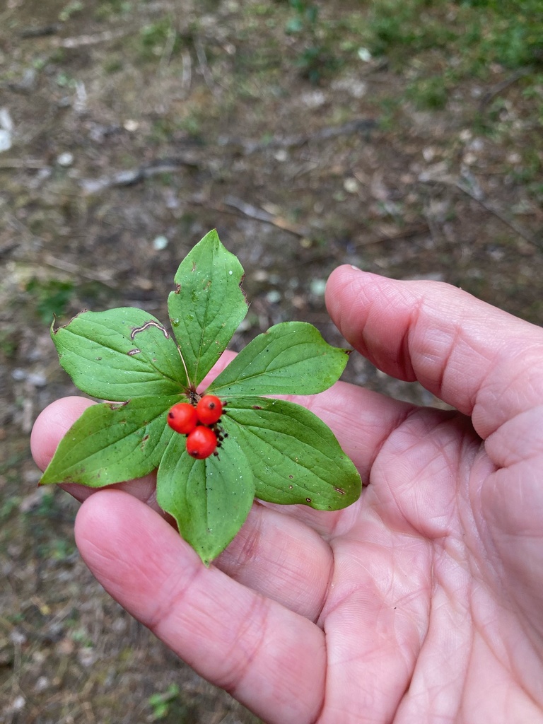 Canadian bunchberry from Caroline, AB, CA on August 08, 2021 at 09:52 ...