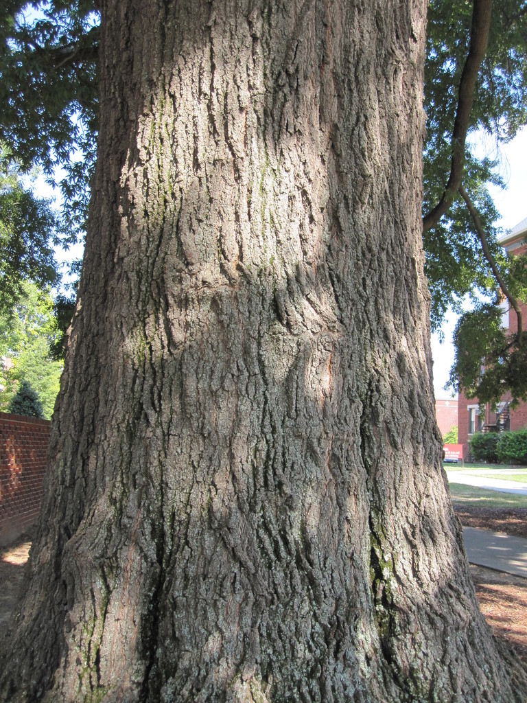 Quercus Phellos Bark
