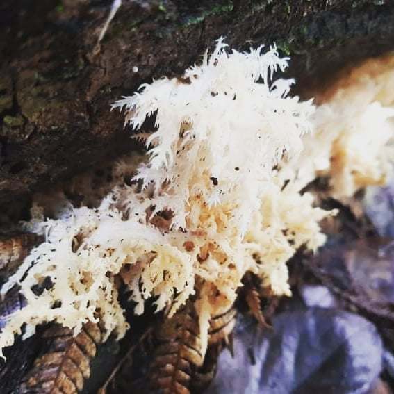 Hericium novae-zealandiae from Pukenui Forest, Whangārei, New Zealand ...