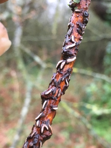 Genus Colpoma · iNaturalist