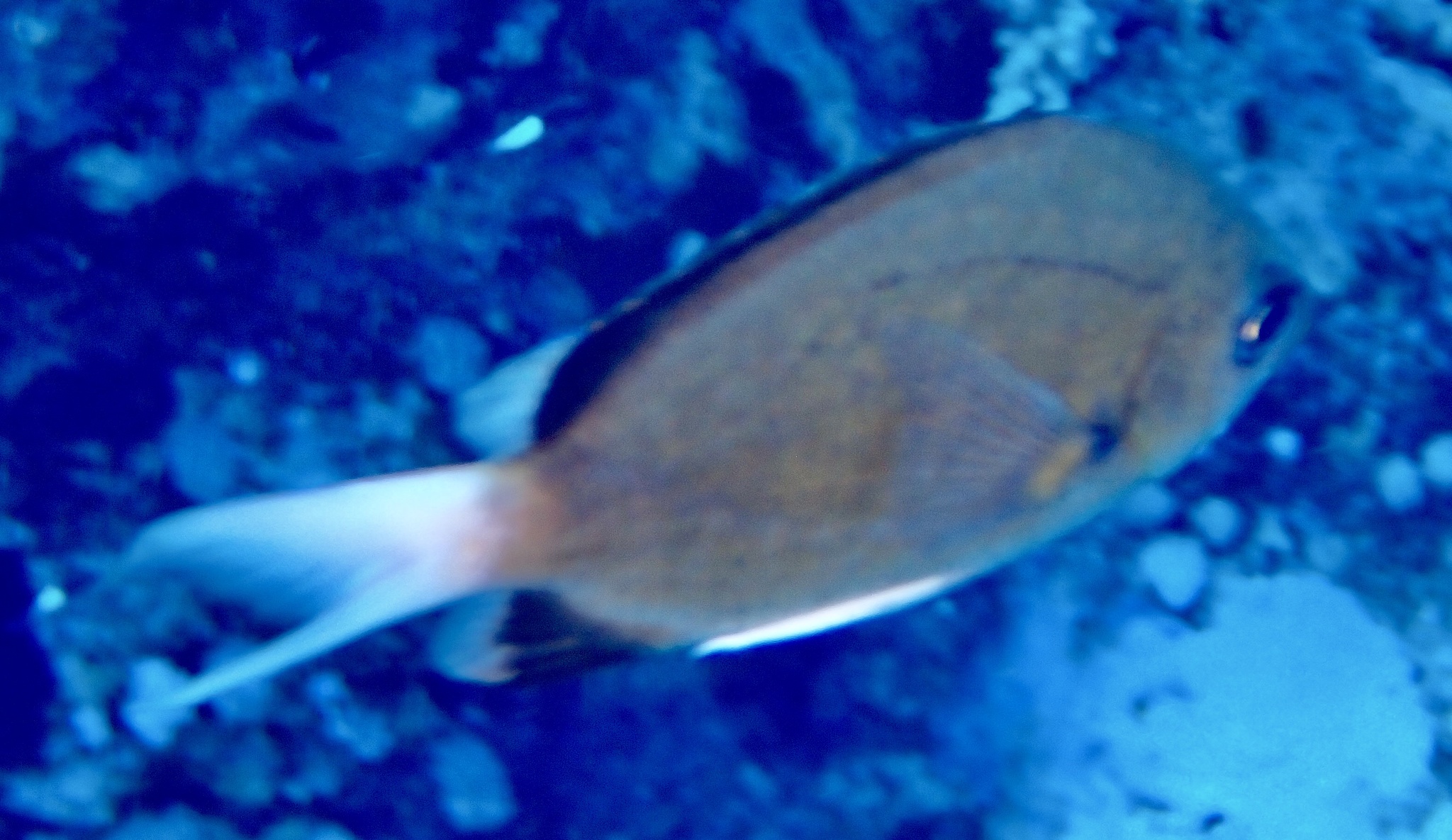 Chromis pembae Smith, 1960