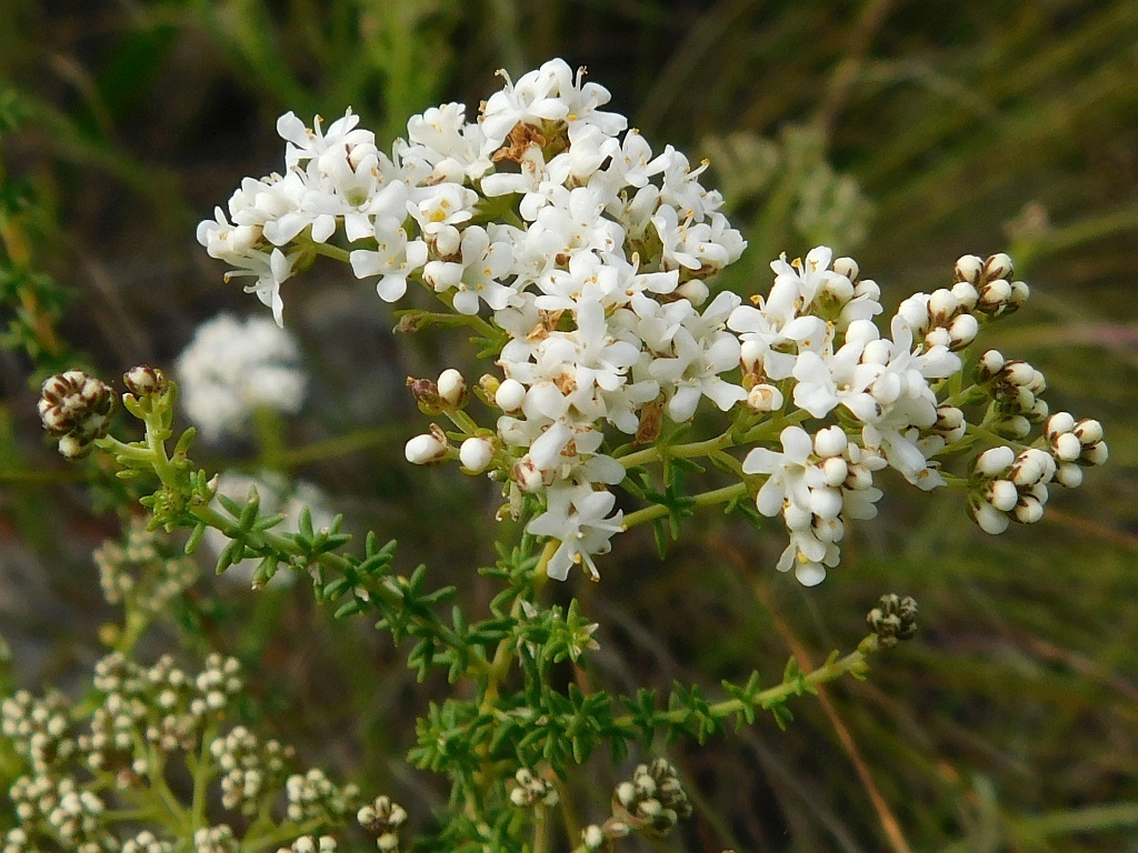 Ball Bitterbush from Genadendal Bakenskop, 7234, South Africa on August ...