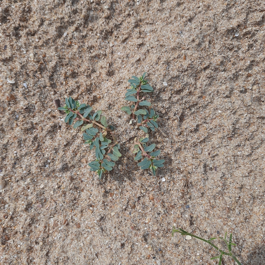 purple spurge from Краснодарский край, Россия, 353427 on August 9, 2021 ...