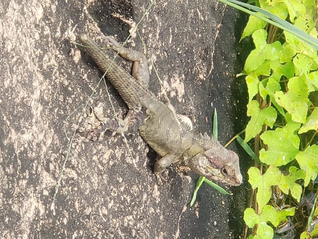 Myanmar Blue Crested Lizard from Hong Kong, Hong Kong Disneyland Resort ...