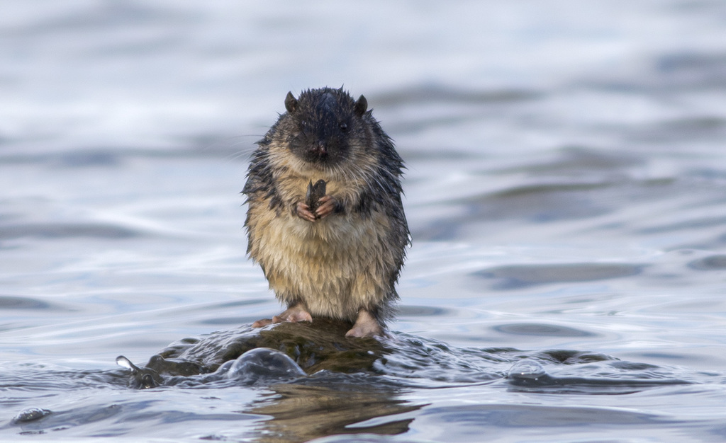 Old World Mice and Rats (Muridae) - Know Your Mammals