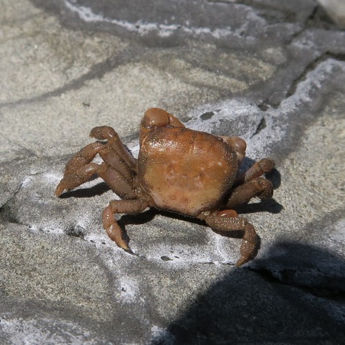 Acmaeopleura parvula · iNaturalist