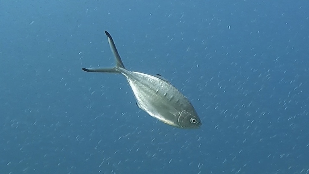 Pompano (Trachinotus ovatus) - Marine Life Identification