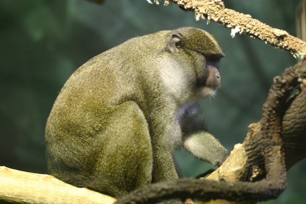 Allen's Swamp Monkey (Allenopithecus nigroviridis) - Know Your Mammals