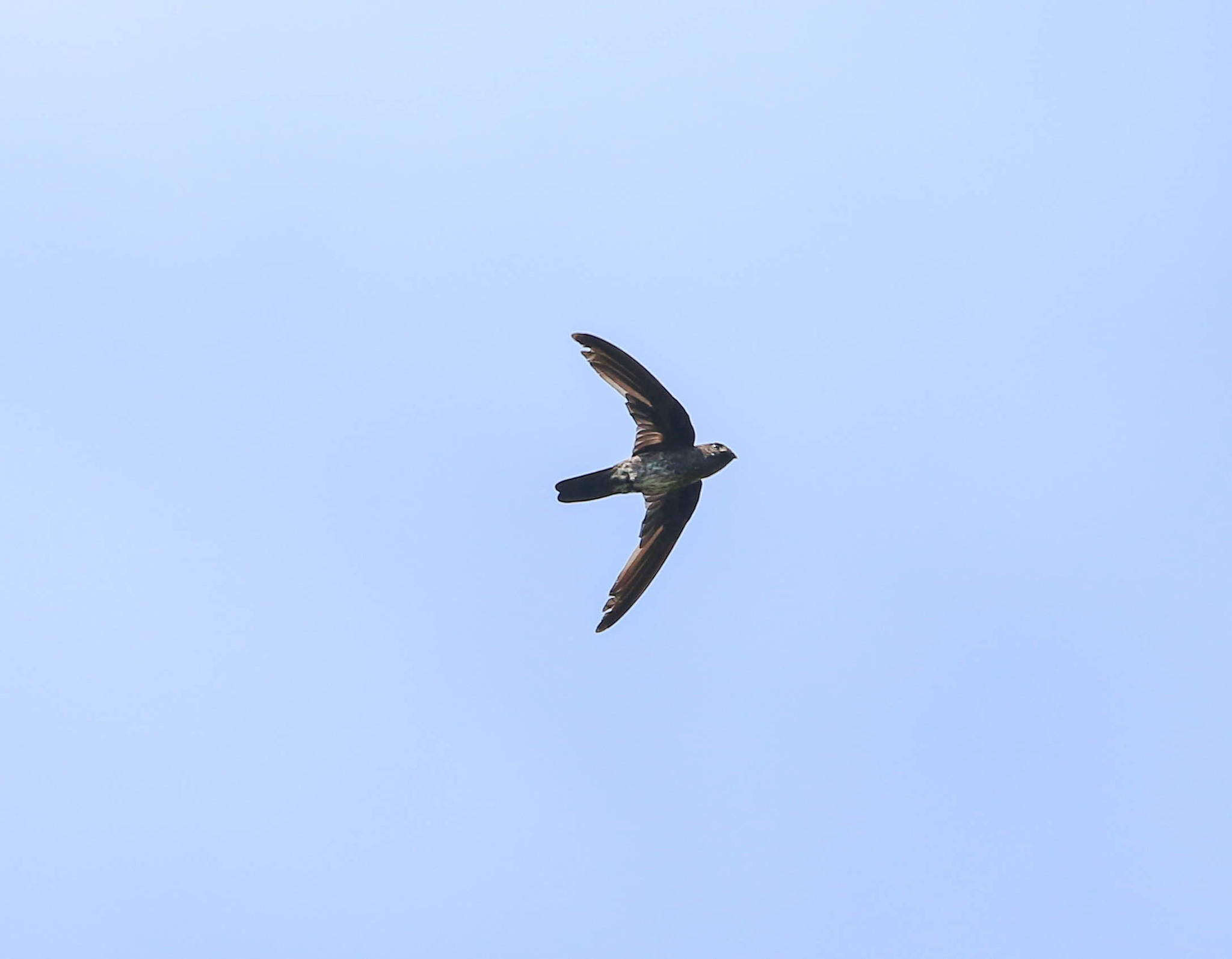 Collocalia affinis Beavan, 1867