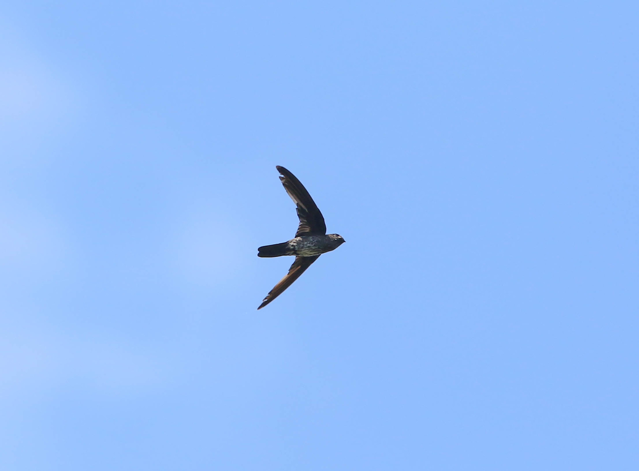 Collocalia affinis Beavan, 1867