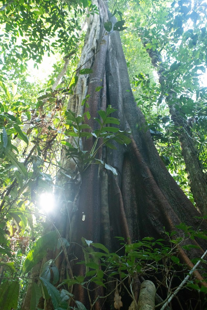 Ficus gomelleira from Tambopata, Peru on August 3, 2021 at 04:19 PM by ...