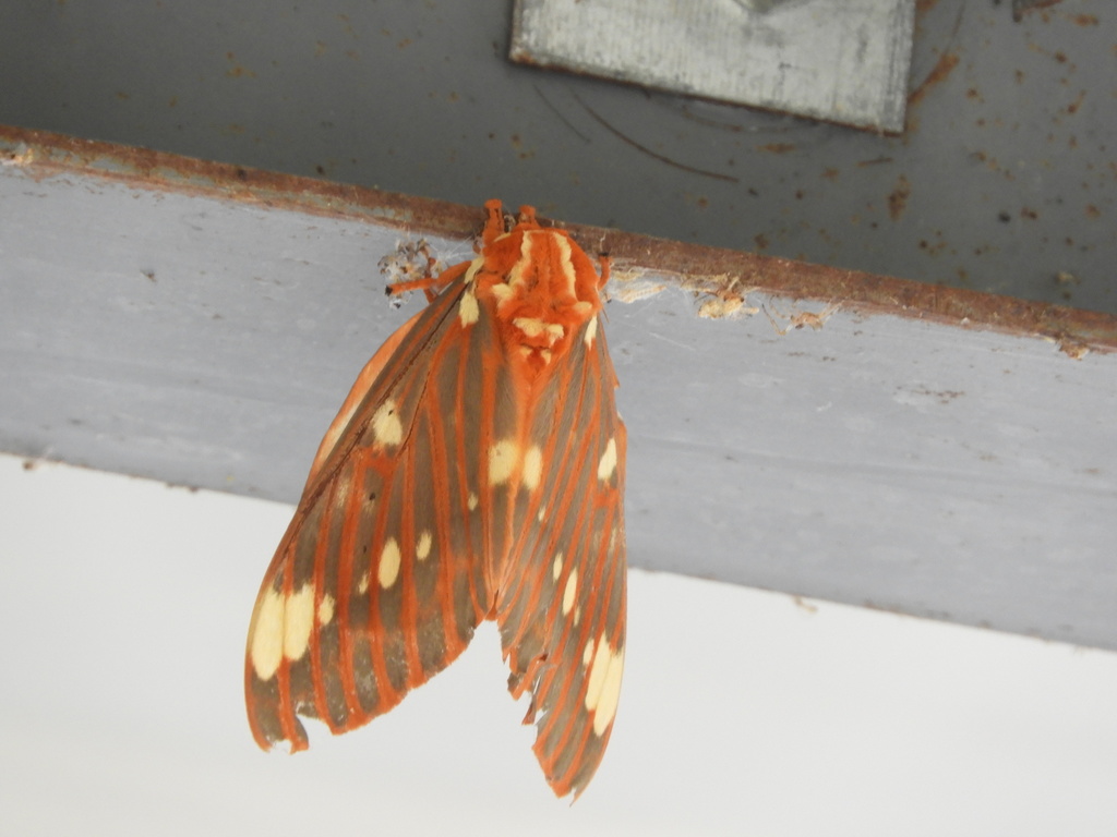 Regal Moth from Washington County, MD, USA on August 07, 2021 at 08:58 ...