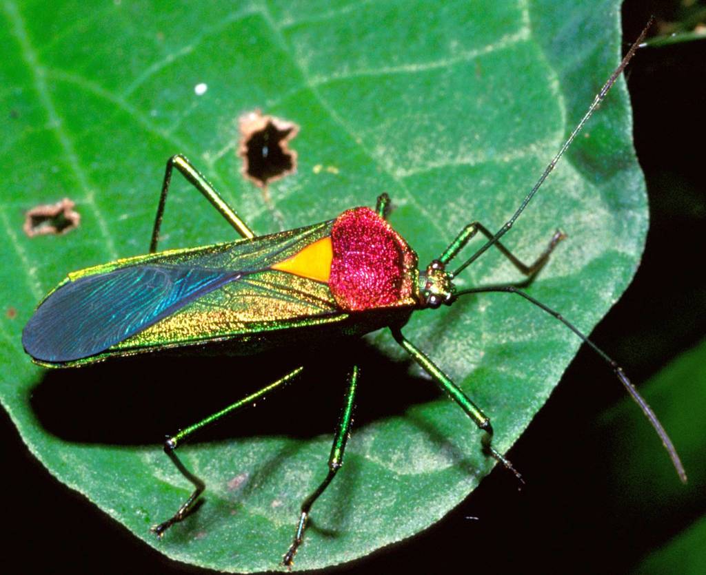 Leaf-footed Bugs (Arthropods of Rosewood Nature Study Area) · iNaturalist