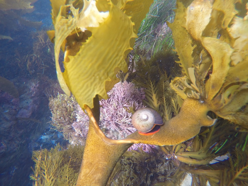 Southern sea palm (Multi-Agency Rocky Intertidal Network ) · iNaturalist