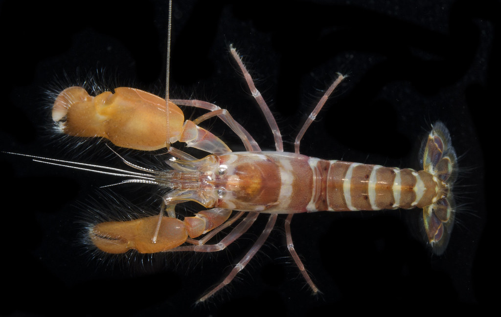 Alpheus hippothoe from Marine Park on October 25, 2017 by smithsonian ...