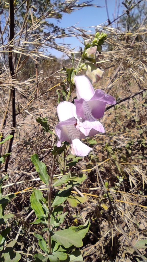 Angolan Sesame from Katavi, Mlele, TZ-KA, TZ on July 26, 2021 at 12:21 ...
