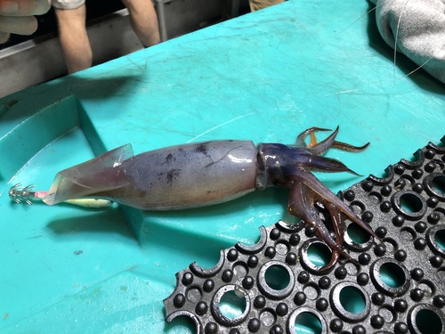 Webbed Flying Squid (Ommastrephes caroli) · iNaturalist