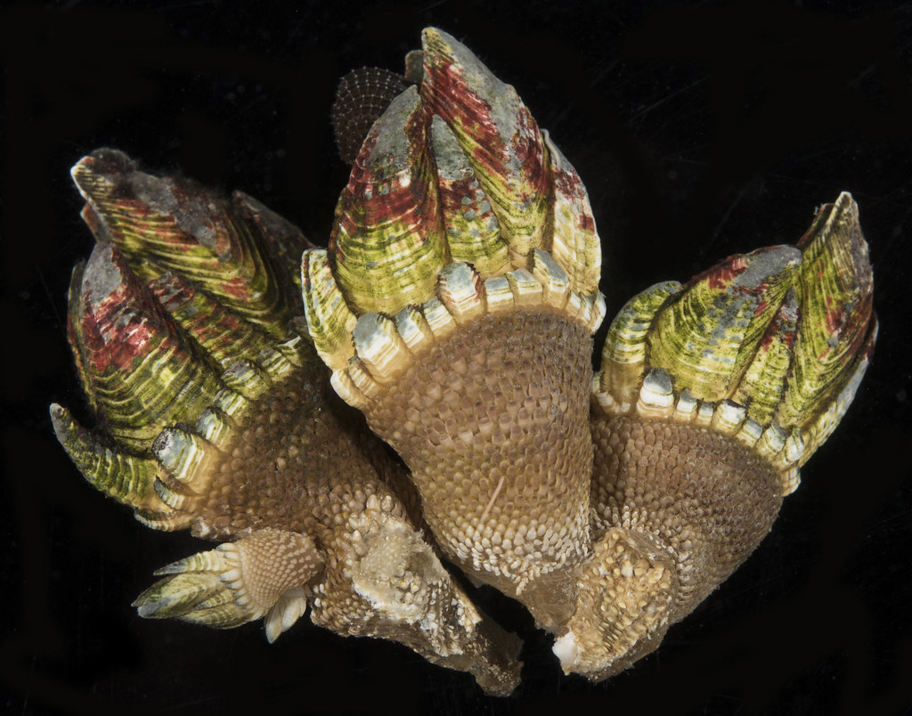 Japanese goose barnacle from Buff Island on February 11, 2017 by ...