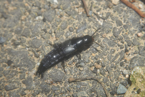 Quedius setosus · iNaturalist