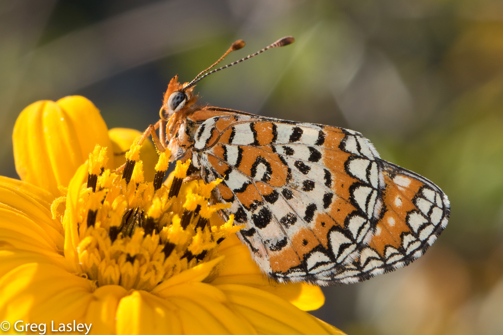 Dotted Checkerspot (Zion National Park Butterfly Guide 🦋) · iNaturalist